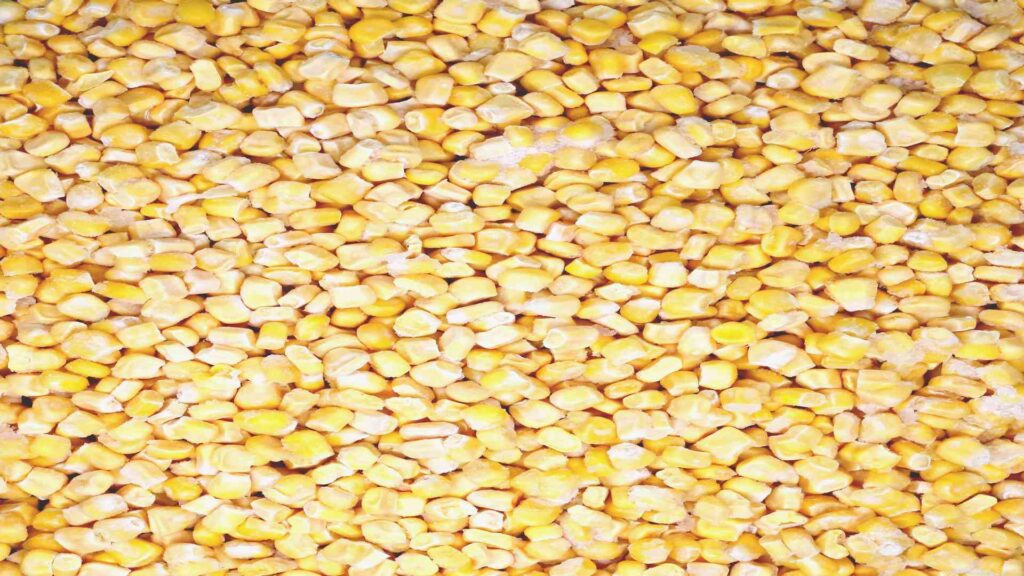 Porumb dulce boabe congelat – S.C. COMPRODCOOP S.A.