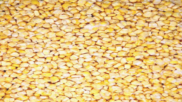 Porumb dulce boabe congelat – S.C. COMPRODCOOP S.A.